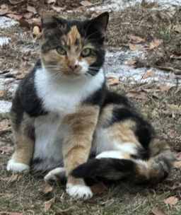 Found Cat, Calico Cat in Cameron | Pets | thepilot.com