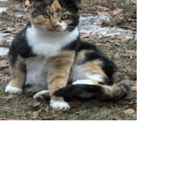 Found Cat, Calico Cat in Cameron | Pets | thepilot.com