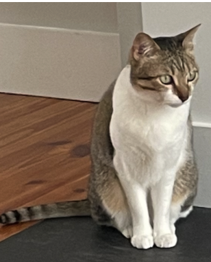 Lost Cat, White and Gray/Brown Tabby in Southern Pines UPDATE: FOUND ...