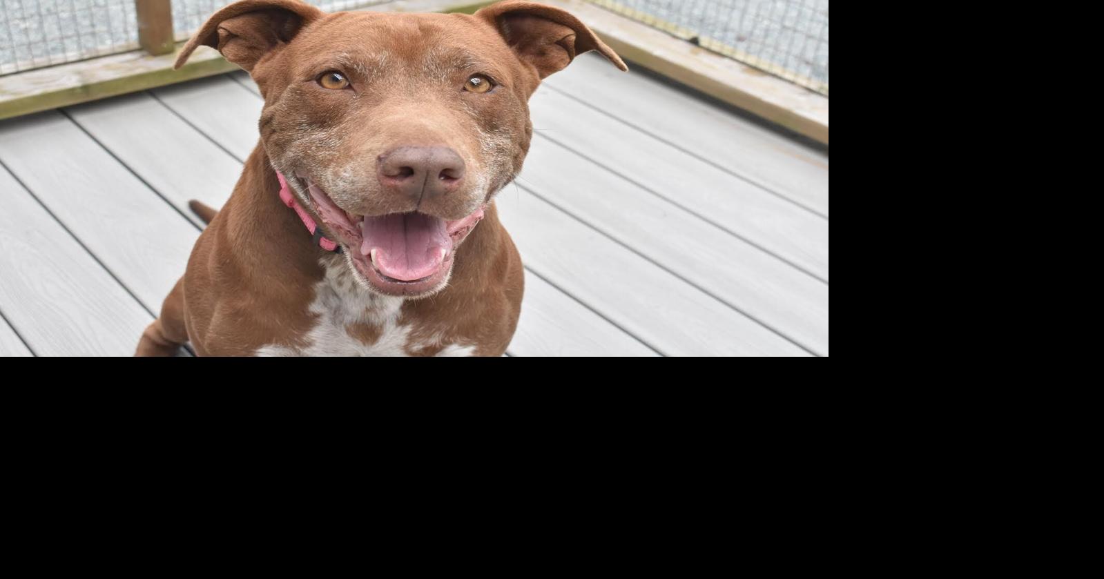 Pet of the Week: Kit Kat | Features | thepilot.com