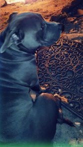 Lost Dog, Mostly Black Pitbull in Cameron | Pets | thepilot.com