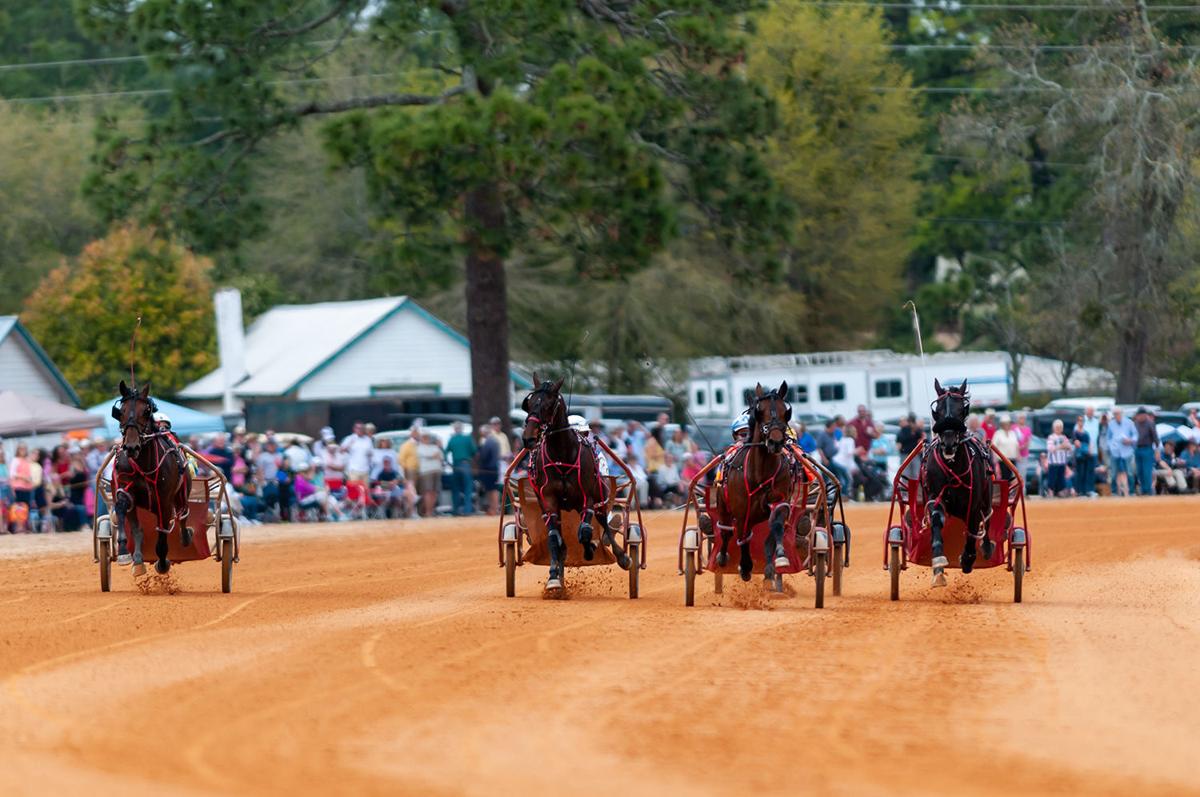 Spring Matinee Harness Races | Multimedia | thepilot.com