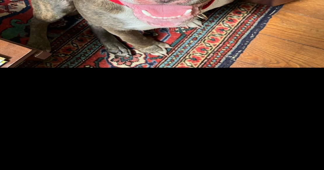 Pet of the Week: Hank | Features | thepilot.com