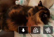 Lost Cat, Calico Cat in Cameron (Sinclair subdivision) | Pets ...