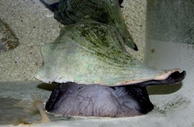 Ask the Aquarium: Are Conchs and Whelks the Same Thing? | Features ...