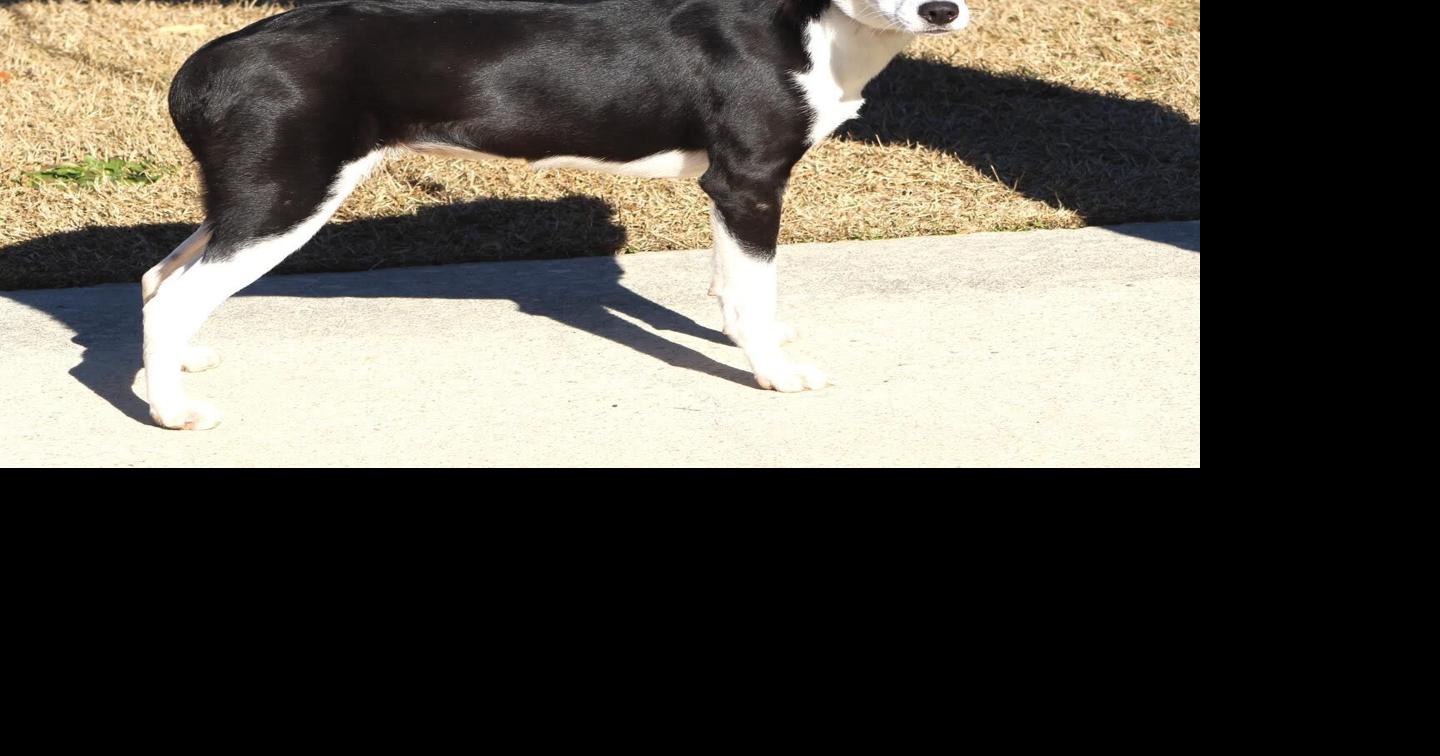 Pet of the Week: Raven | Features | thepilot.com