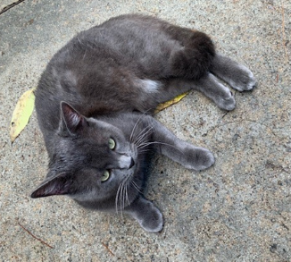 Found Cat, Mostly Grey Cat in Southern Pines | Pets | thepilot.com