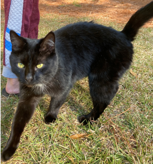 Found Cat, Mostly Black Cat in Southern Pines | Pets | thepilot.com
