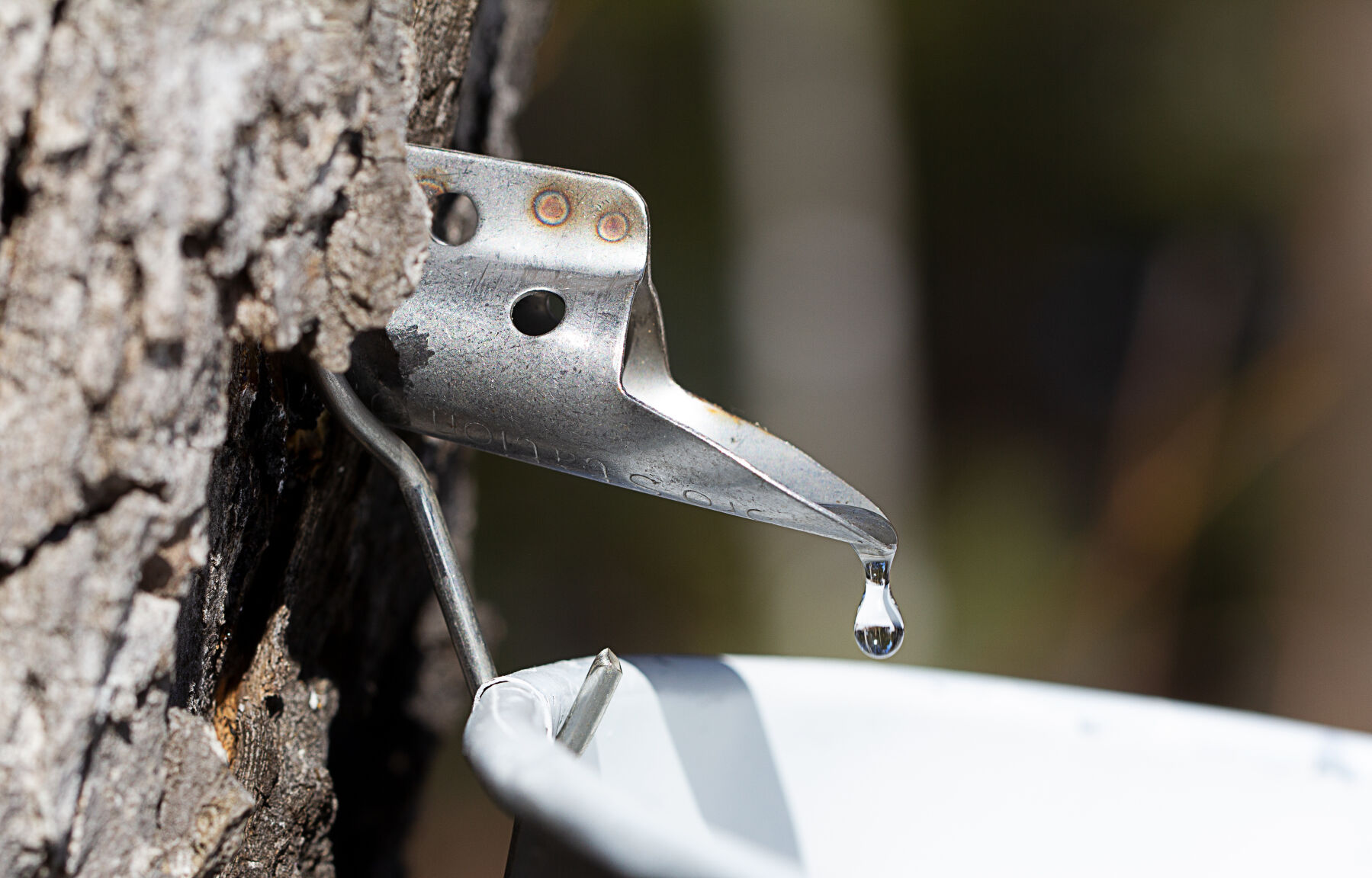 The Other March Madness: Sugaring Season, How Sweet it Is | Features ...