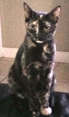 Lost Cat, Tortoiseshell/Calico Cat in Cameron | Pets | thepilot.com