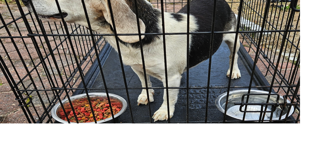 Found Dog, Beagle in Jackson Springs | Pets | thepilot.com