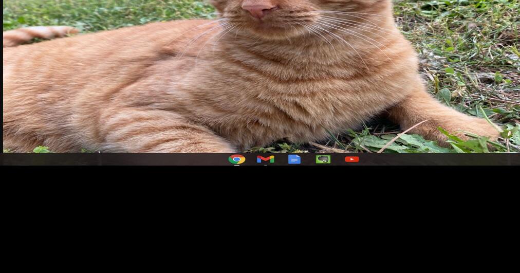 Found Cat, Dark Orange Tabby in Souhern PInes | Pets | thepilot.com