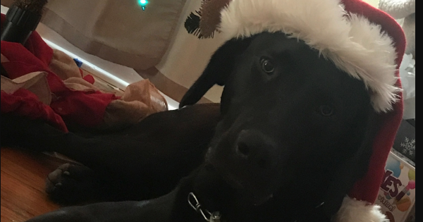 Lost Dog, Black Lab in Aberdeen UPDATE: DOG FOUND | Pets | thepilot.com