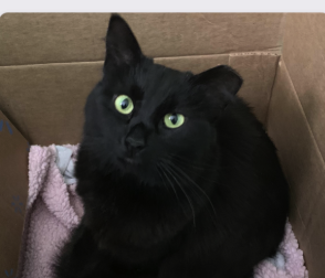 Lost Cat, Black Cat with Fluffy Tail in Whispering Pines UPDATE: FOUND ...