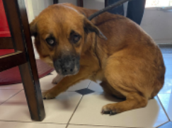 Found Dog, Tan/Red Shepherd Mix in Vass | Pets | thepilot.com