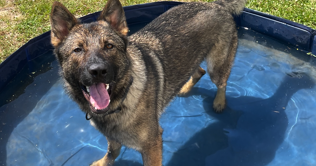 Lost Dog, German Shepherd in Cameron UPDATE: FOUND | Pets | thepilot.com