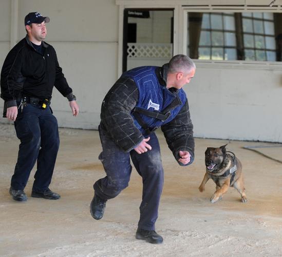 Southern Pines Police Dog Demonstration | Gallery | thepilot.com