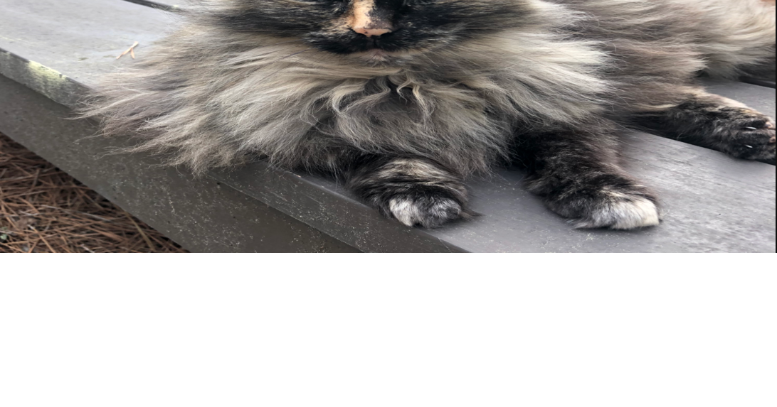 Lost Cat, Medium-haired Tortie/Calico Cat in Pinehurst UPDATE: FOUND ...