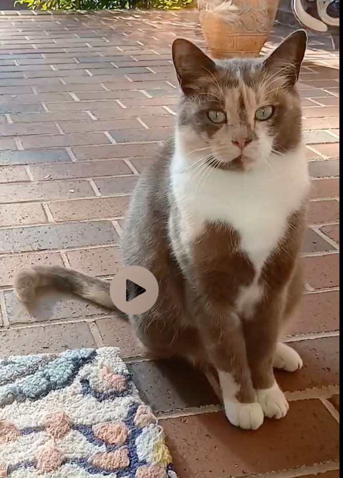 Found Cat, Dilute Calico in Southern Pines (Mid South) | Pets ...