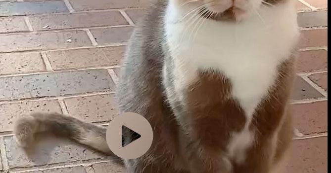 Found Cat, Dilute Calico in Southern Pines (Mid South) | Pets ...