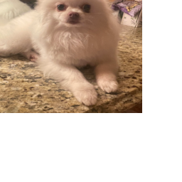 Lost Dog, White Pomeranian in Pinehurst UPDATE: FOUND | Pets | thepilot.com