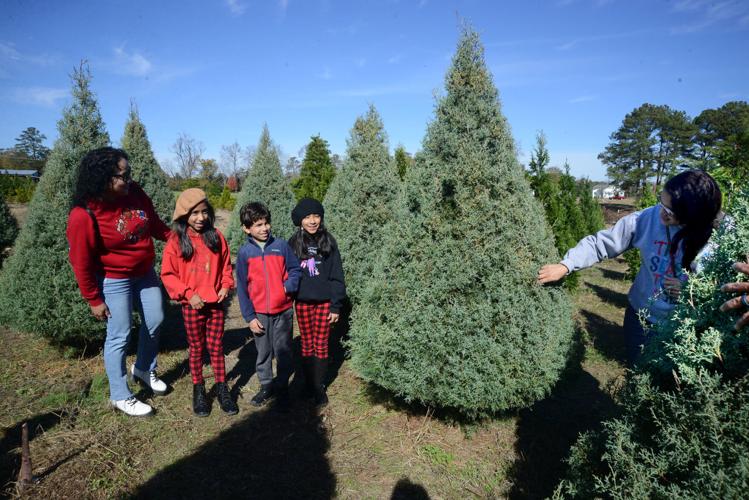 Doby Tree Farm | Gallery | thepilot.com