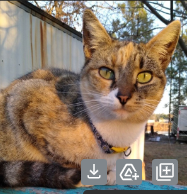 Lost Cat, Calico Tabby in Cameron | Pets | thepilot.com