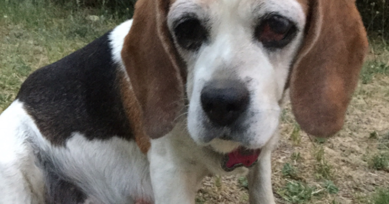 Lost Dog, Tricolor Beagle in Foxfire (Reynwood) NOTE: DOG IS BLIND ...