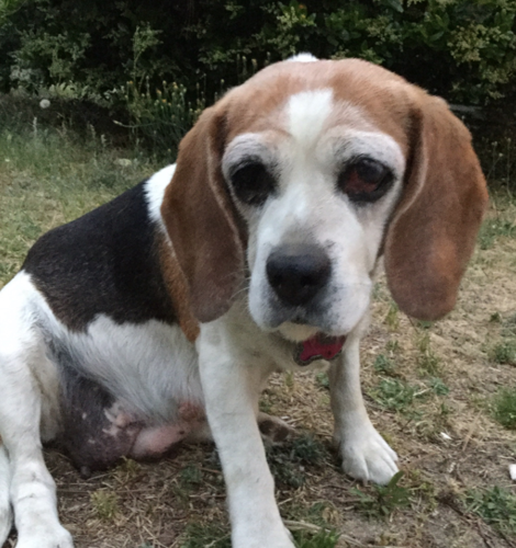 Lost Dog, Tricolor Beagle in Foxfire (Reynwood) NOTE: DOG IS BLIND ...