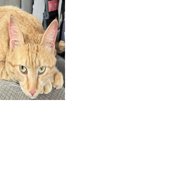 Found Cat, Orange Tabby in Southern Pines UPDATE: HOME | Pets ...