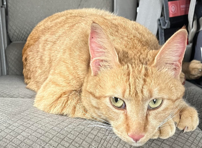 Found Cat, Orange Tabby in Southern Pines UPDATE: HOME | Pets ...