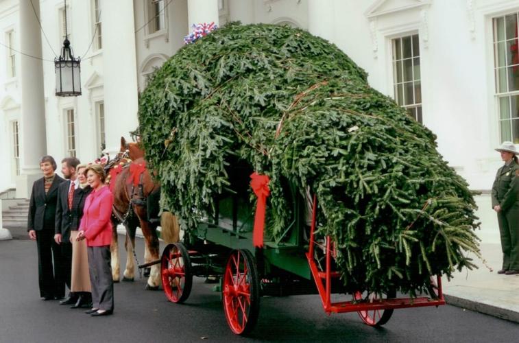 Christmas Tree Retailers Foresee a Jolly Season | News | thepilot.com