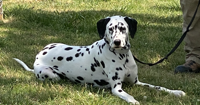 Lost Dog, Dalmatian in Carthage UPDATE: HOME | Pets | thepilot.com