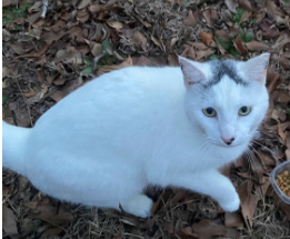 Found Cat, Mostly White Cat in Raeford | Pets | thepilot.com