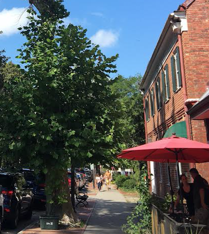 Sycamore Tree Stump Granted Clemency | News | thepilot.com