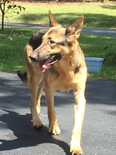 Found Dog, German Shepherd in Carthage | Pets | thepilot.com