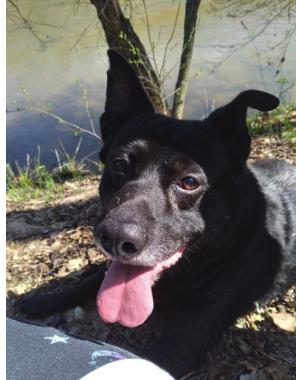 Lost Dog, Black Lab Mix in Eagle Springs UPDATE: FOUND | Pets ...