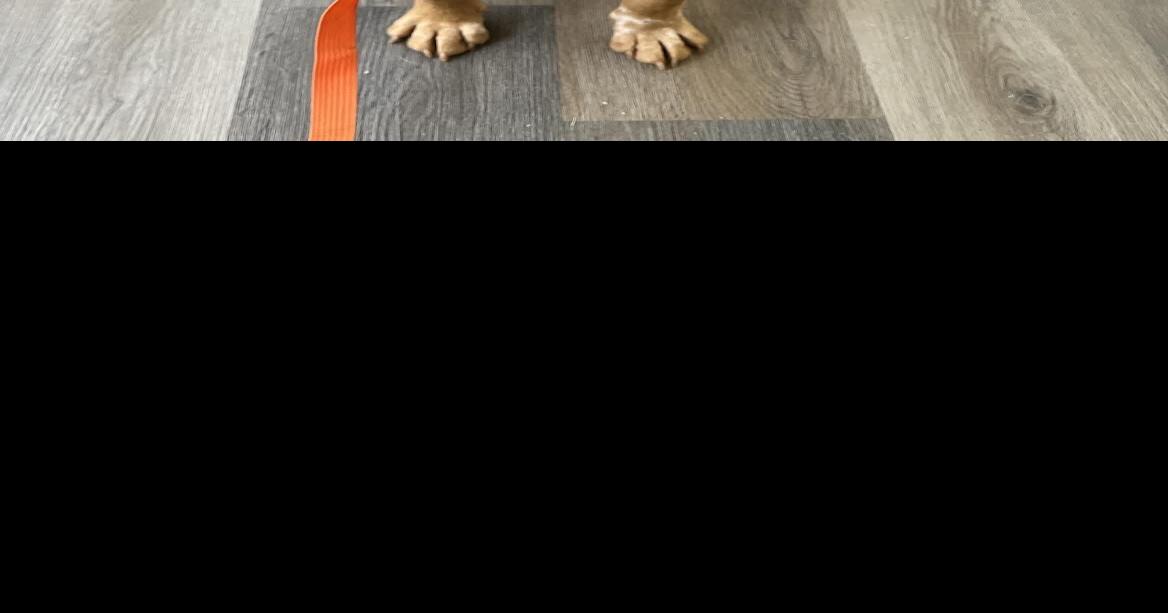 Pet of the Week: Izzy | Features | thepilot.com