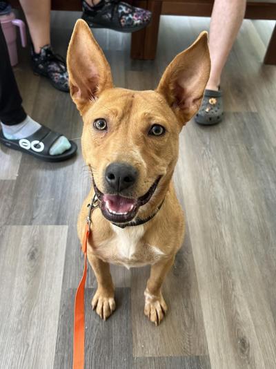 Pet of the Week: Izzy | Features | thepilot.com