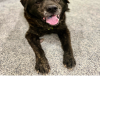Found Dog, Brindle Mixed Breed in Whispering Pines UPDATE: HOME | Pets ...