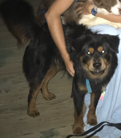 Lost Dog, Chow Rottweiler Mix in Biscoe (near Star) | Pets | thepilot.com