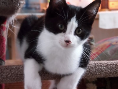 Pet of the Week: Clarisse, A Cuddly, Playful Kitten | Pets | thepilot.com