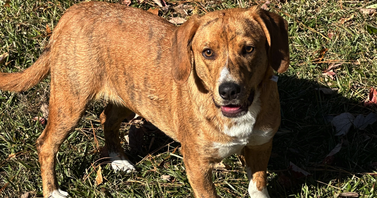Lost Dog, Brindle and White Beagle in Southern Pines | Pets | thepilot.com