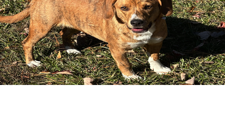 Lost Dog, Brindle and White Beagle in Southern Pines | Pets | thepilot.com