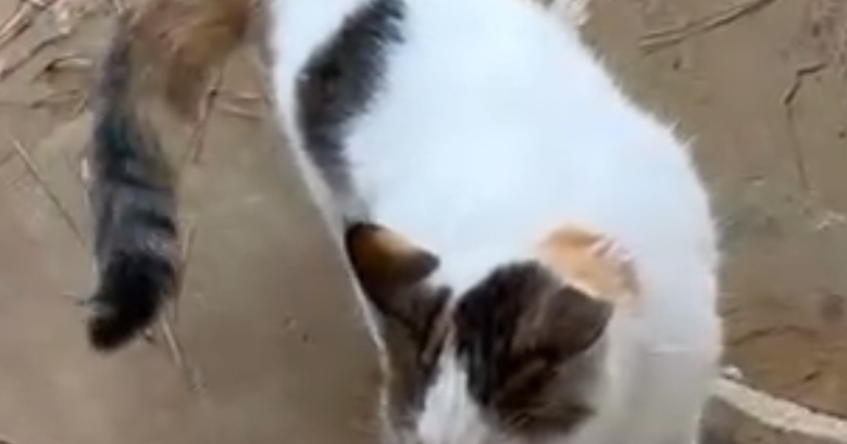 Lost Cat, Mostly White Calico Cat in Pinehurst UPDATE: FOUND | Pets ...