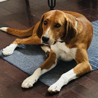 Lost Dog, Red and White American Foxhound in Whispering Pines | Pets ...