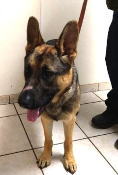 Found Dog, German Shepherd in Cameron (Note: injured) | Pets | thepilot.com