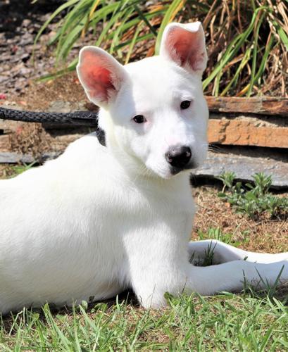 Pet of the Week: Meet Snowball | Features | thepilot.com