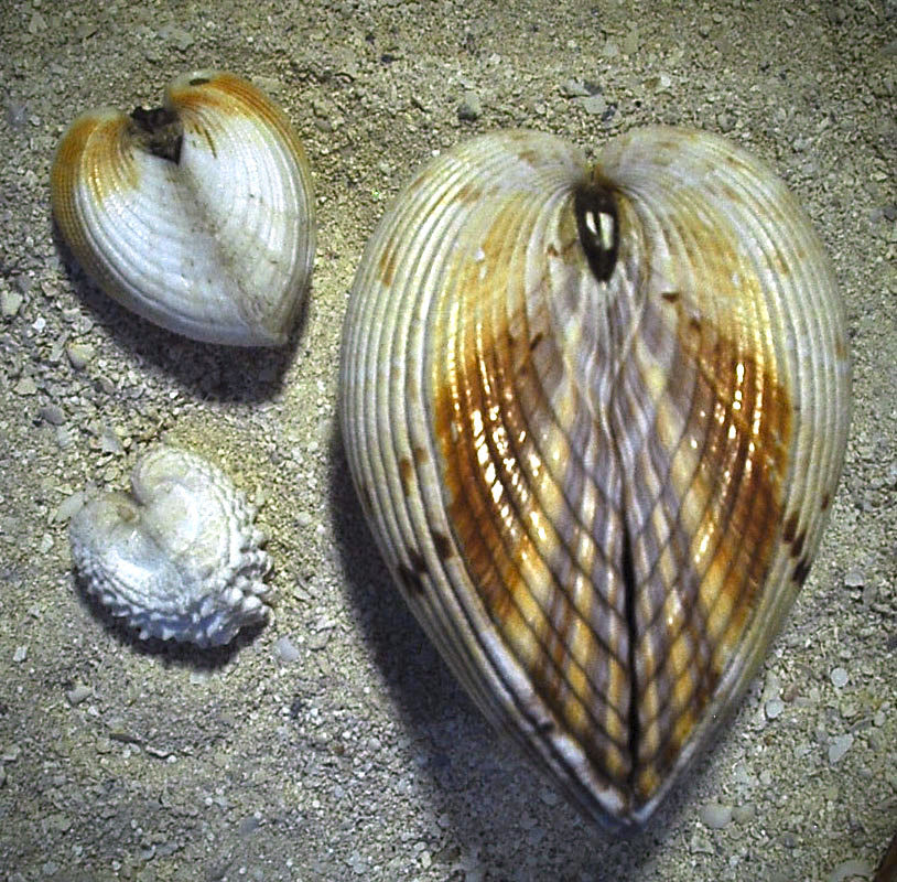 Ask the Aquarium: What Kind of Shells Are These? | Features | thepilot.com