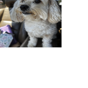 Found Dog, White Maltese in Candor | Pets | thepilot.com